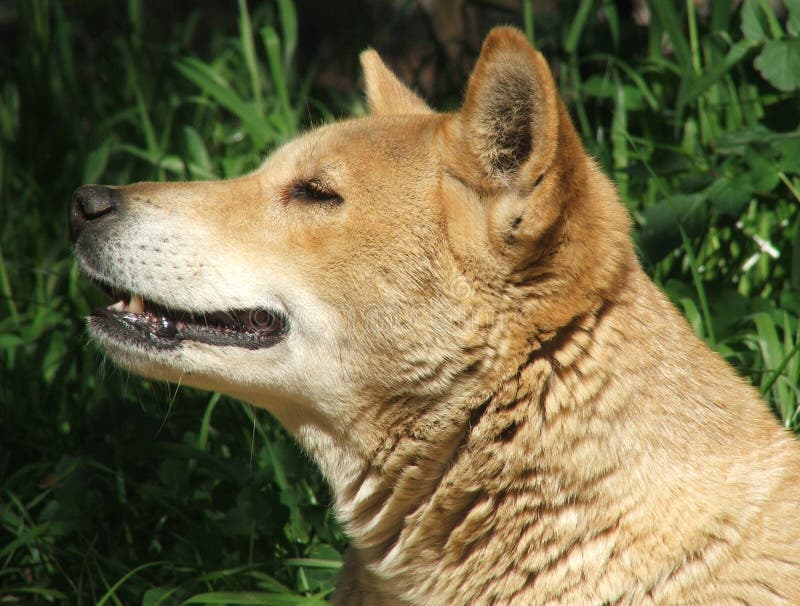 Animal - dingo stock image. Image of blood, canis, familiaris - 220377
