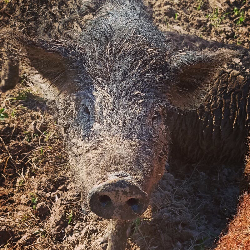 Animal Dirt Pig Hair Nature Stock Image - Image of nature, dirt: 241596355