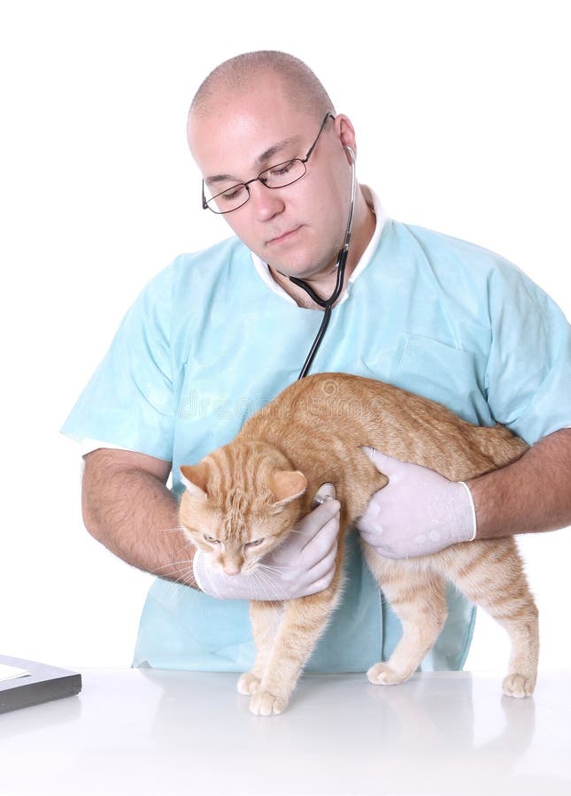 Animal doctor stock photo. Image of isolated, doctor - 10716004