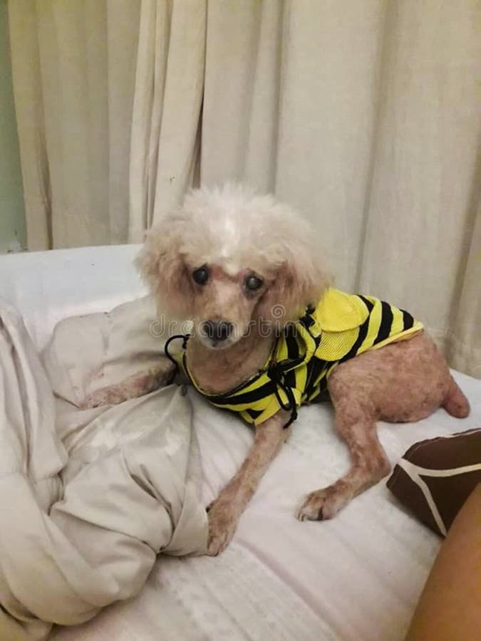 Poodle stock photo. Image of look, poodle, room, animal - 162008486