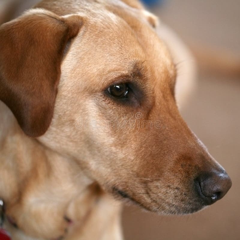 Animal doméstico de oro imagen de archivo. Imagen de amarillo - 14727515