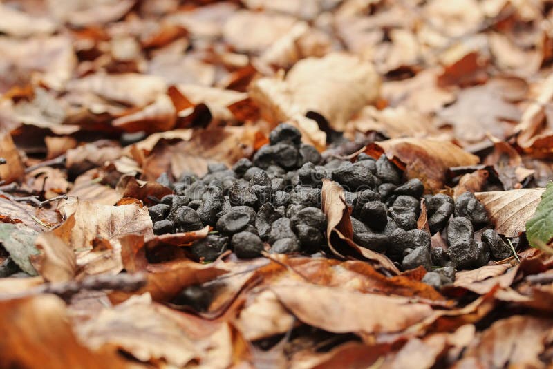 238 Droppings Forest Animal Stock Photos - Free & Royalty-Free Stock ...