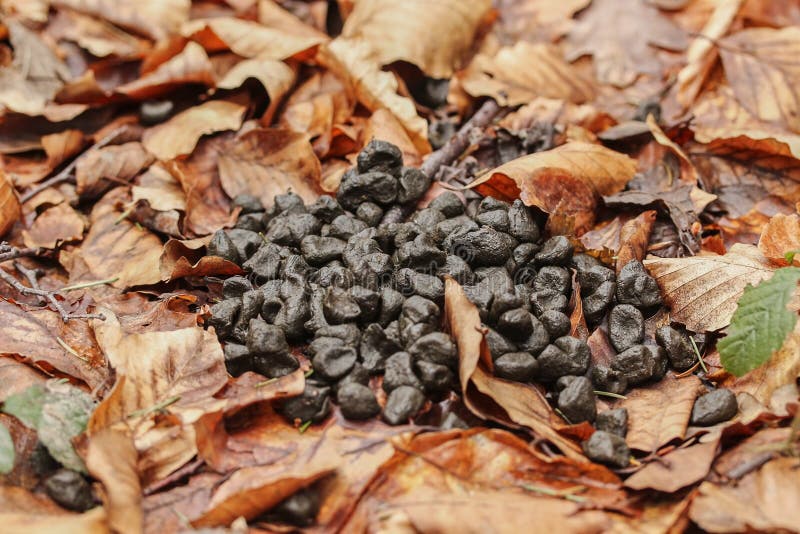 Elk Droppings on the Forest Floor. Stock Photo - Image of excretory ...