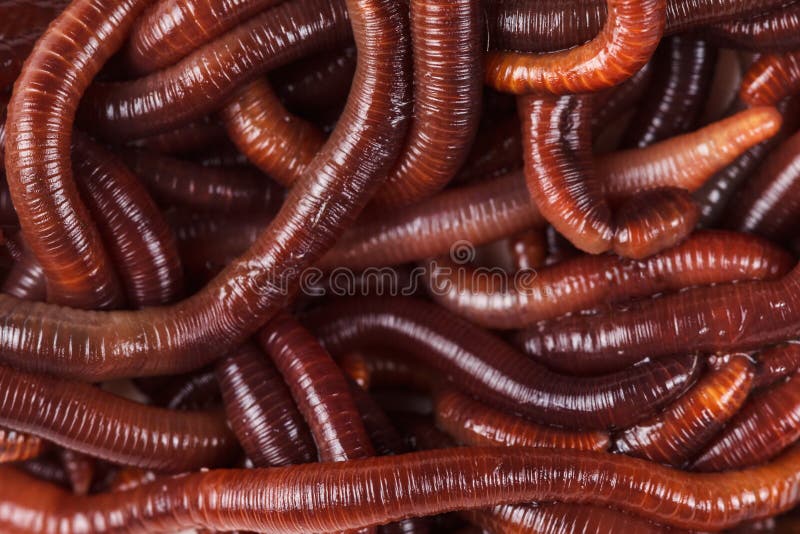 Red Slimy Earthworm White Isolated, Segments Stock Image - Image of ...