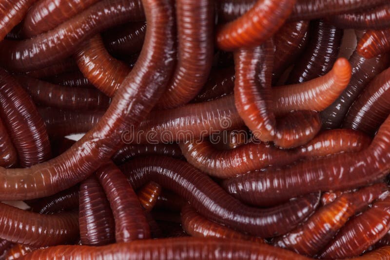 Animal earth worm stock image. Image of background, soil - 101257071