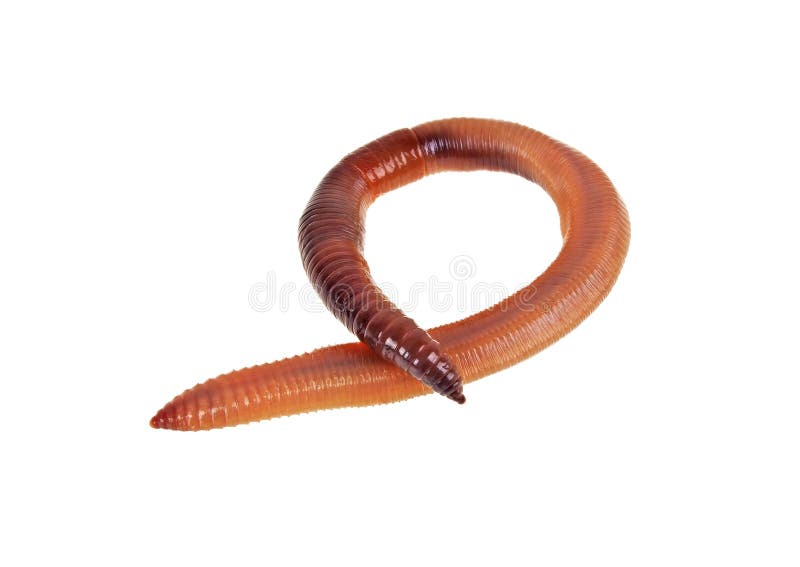 Earth Worm Isolated On White Background Stock Image - Image of earth ...