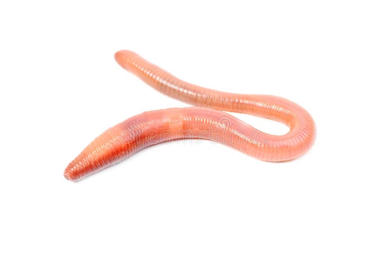 Animal Earth Worm Isolated on White Stock Image - Image of color ...