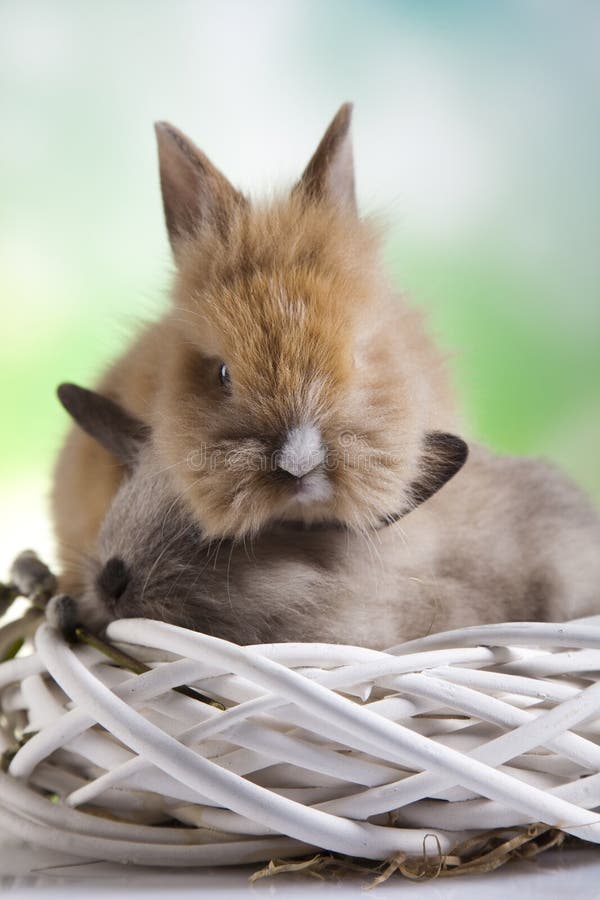 Animal easter stock image. Image of concept, animal, green - 65095021