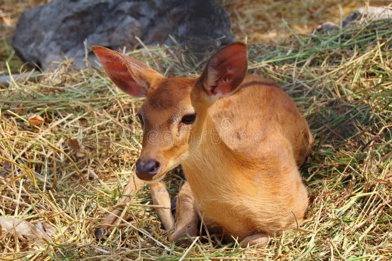 Animal stock photo. Image of eldi, lovely, cute, park - 39922812