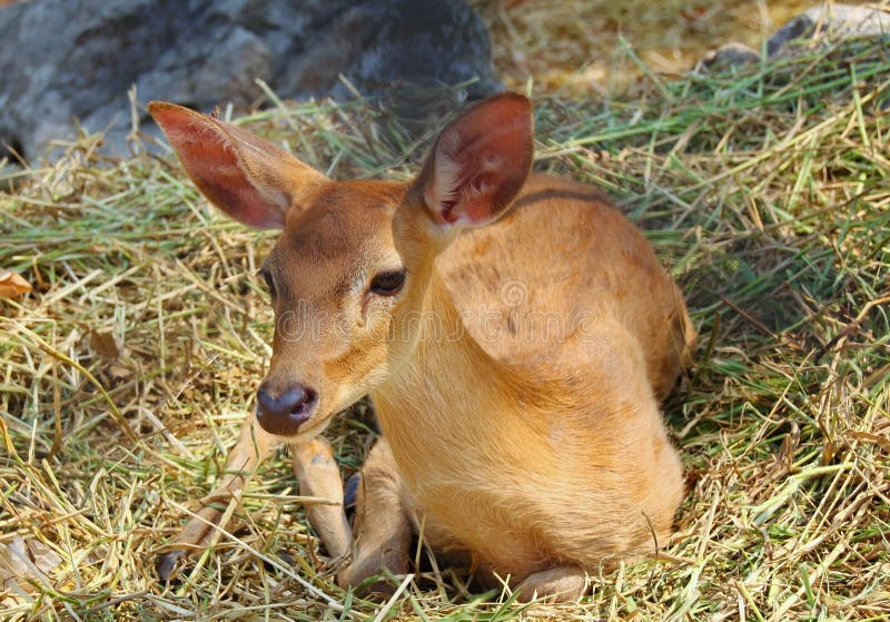 Animal stock image. Image of cautious, horn, conservation - 40118923
