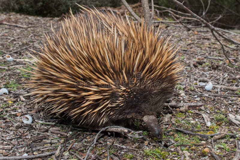 Animal Endémico Australiano Del Echidna Foto de archivo - Imagen de ...