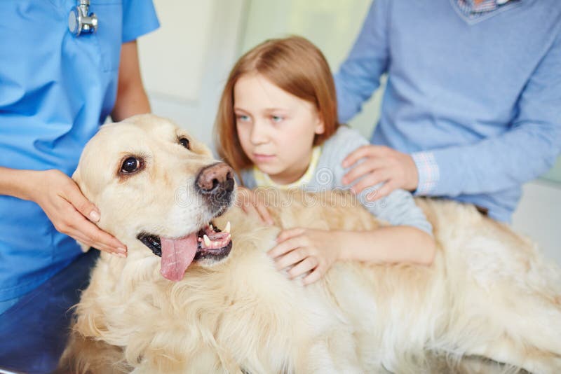 Animal enfermo imagen de archivo. Imagen de mascota, cuidado - 78675647
