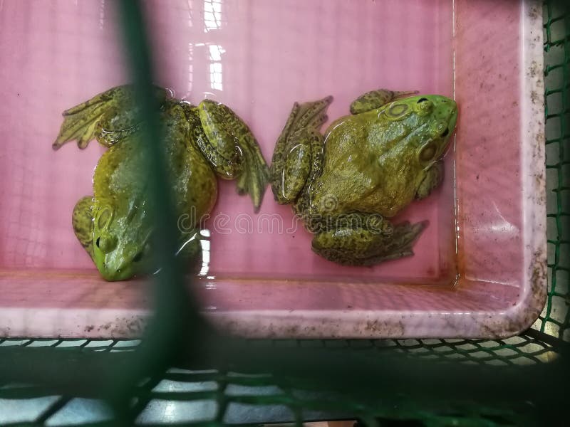 Animal Exploitation - Frogs in Captivity for Its Meat Stock Image ...