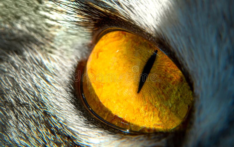 Animal Eye of Predator Close-up. Stock Photo - Image of face, macro ...