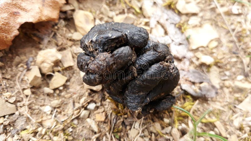 Dog faeces stock photo. Image of foul, carrier, disease - 105611000