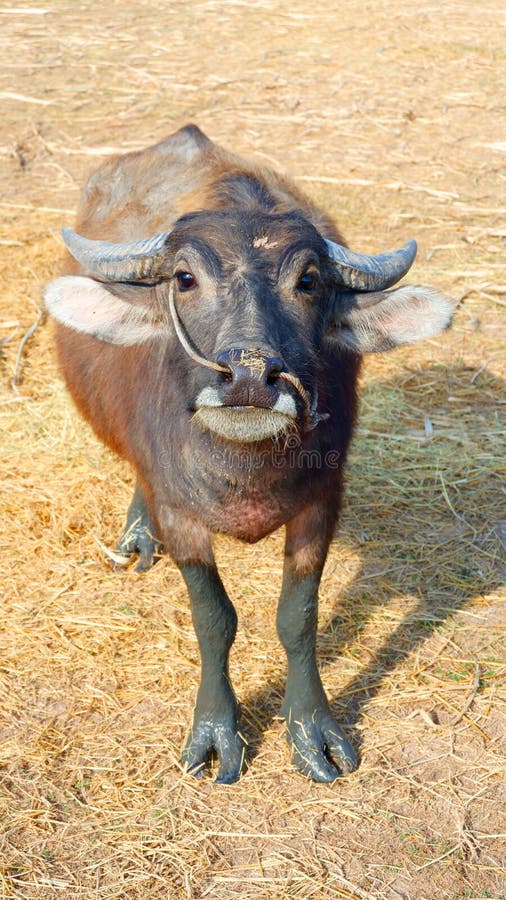 Animal stock photo. Image of buffalo, animal, garden - 174720788