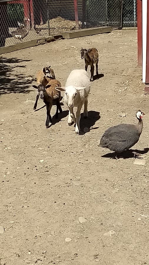 Animal Farm stock image. Image of animal, walk, animals - 94078989