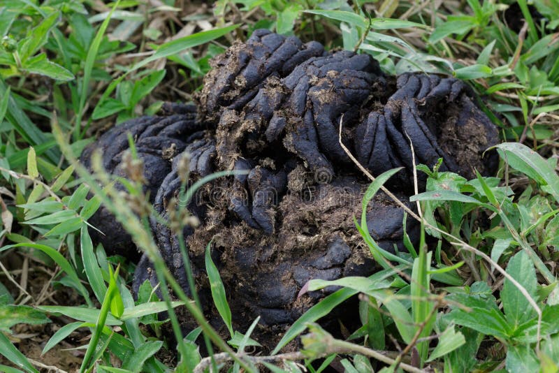 Animal feces on field stock image. Image of shit, smelly - 48209329