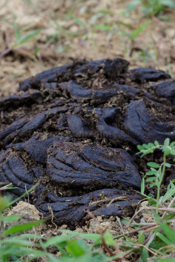 4,007 Feces Photos - Free & Royalty-Free Stock Photos from Dreamstime