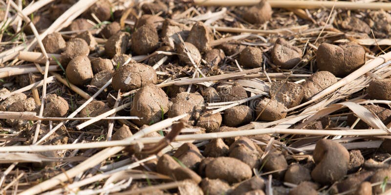 Animal feces on the ground stock photo. Image of fresh - 105154194
