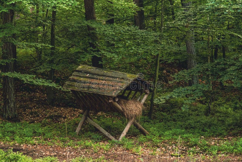 Animal Feeder in a Pine Forest Stock Image - Image of outdoors, forest ...