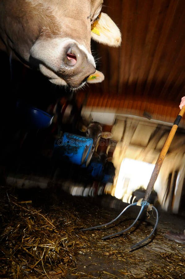 Animal Feeding in the Cowshed Stock Photo - Image of husbandry, grass ...
