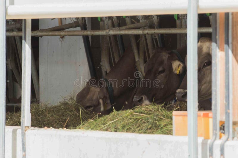 Animal Feeding in the Cowshed Stock Image - Image of animal, breeding ...