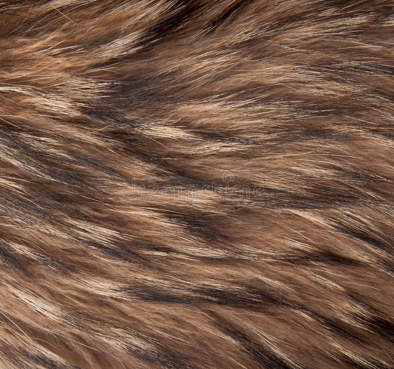 Dog fur texture stock photo. Image of hairy, hair, natural - 34923604