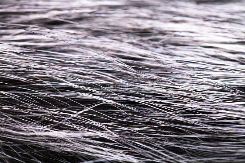 Animal fell texture stock photo. Image of stripy, textured - 51863438