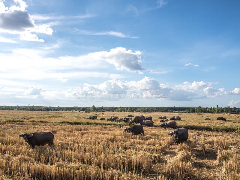 Livestock Farming in the Fields Stock Photo - Image of agriculture ...
