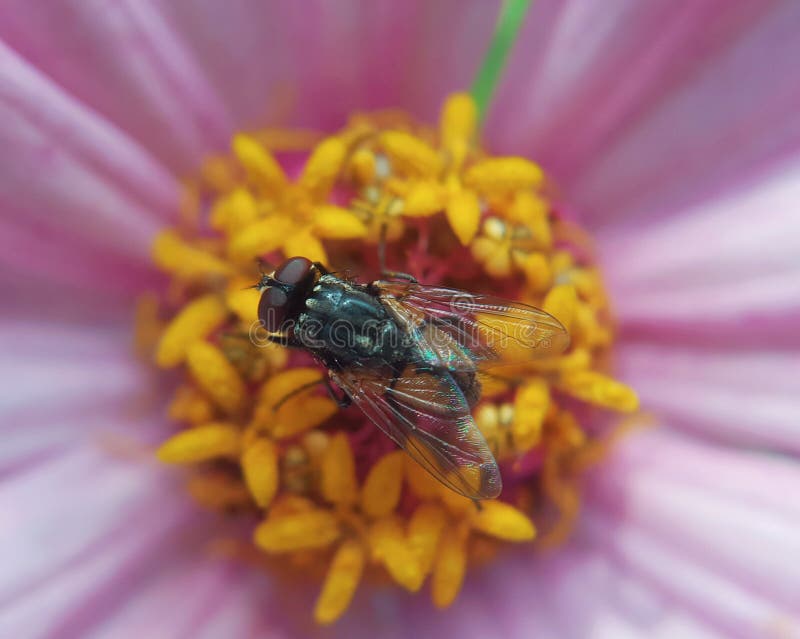 Animal Flies that Land Where it Likes Stock Image - Image of land ...