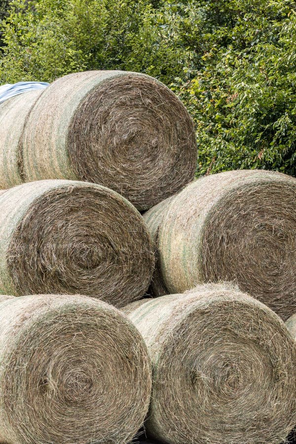 Animal Food on the Field of a Farm Stock Image - Image of compound ...