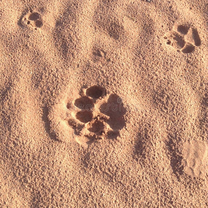 Paw Hoof of Lion Leg Foot. Africa Wildlife, Cute Lion Cub with Mother ...
