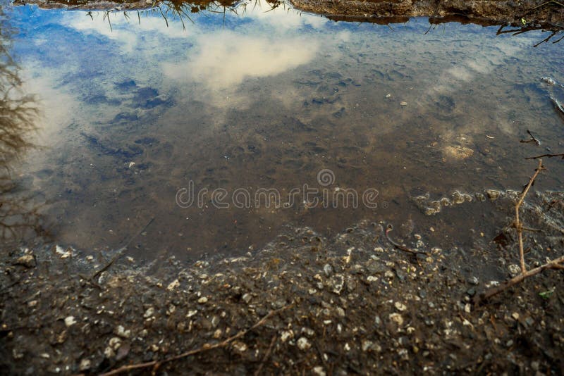 Animal Foot Prints in a Puddle. Brown Mud Soil, Sky Reflection in the ...