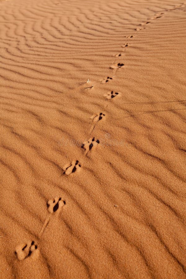 Animal Foothpath in the Sand Stock Image - Image of footpath, print ...