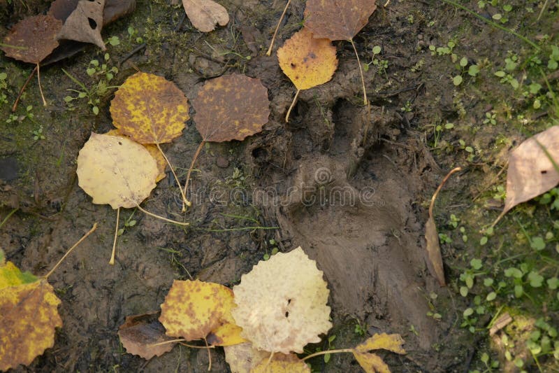 Animal Footprint Close-up in the Forest Stock Image - Image of large ...