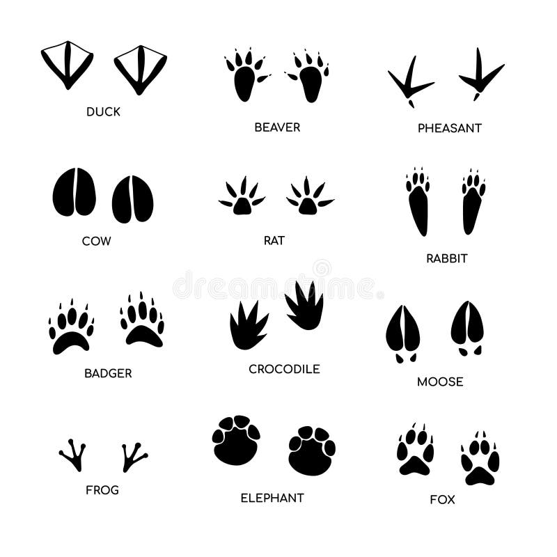 Animal Footprint Guide Collection. Hand Drawn Vector Illustration Stock ... Animal Footprint Guide Collection. Hand Drawn Vector Illustration Stock ...