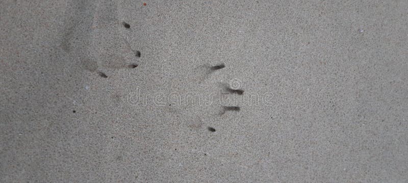 Animal Footprint in the Sand Stock Photo - Image of seaside, summer ...
