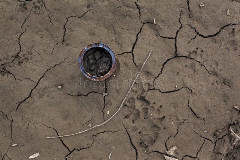 Animal Footprints in Dried Mud Stock Photo - Image of footsteps, dried ...