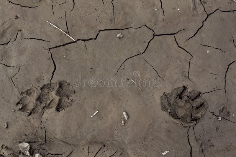 Animal Footprints in Dried Mud 05 Stock Photo - Image of structure ...