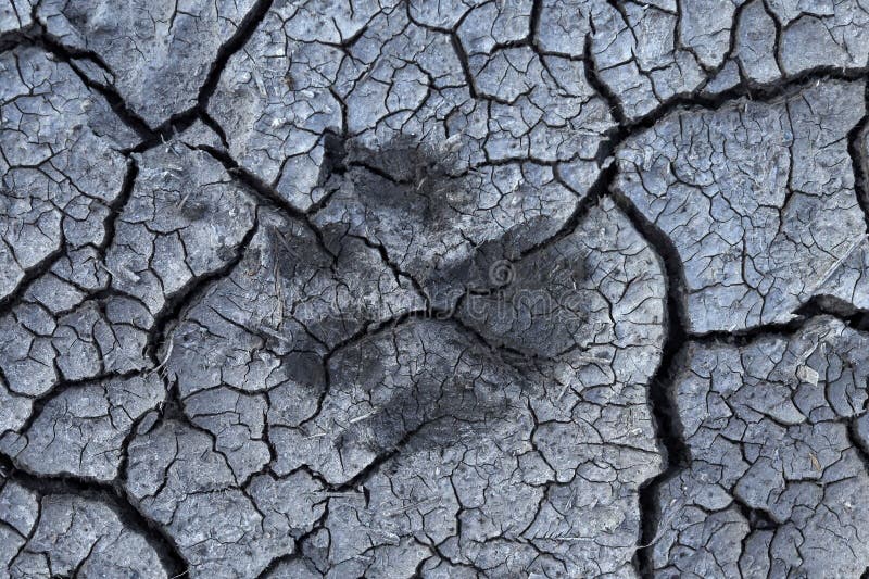 Animal Footprints in Dry Mud, Drought Concept, Climate Change Stock ... Animal Footprints in Dry Mud, Drought Concept, Climate Change Stock ...