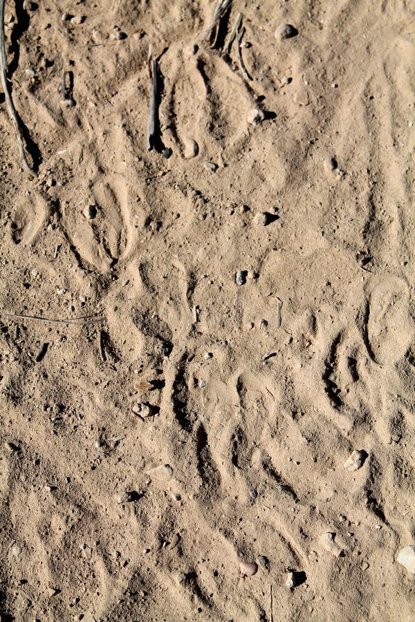 Animal footprints stock image. Image of sheep, photoart - 93451679