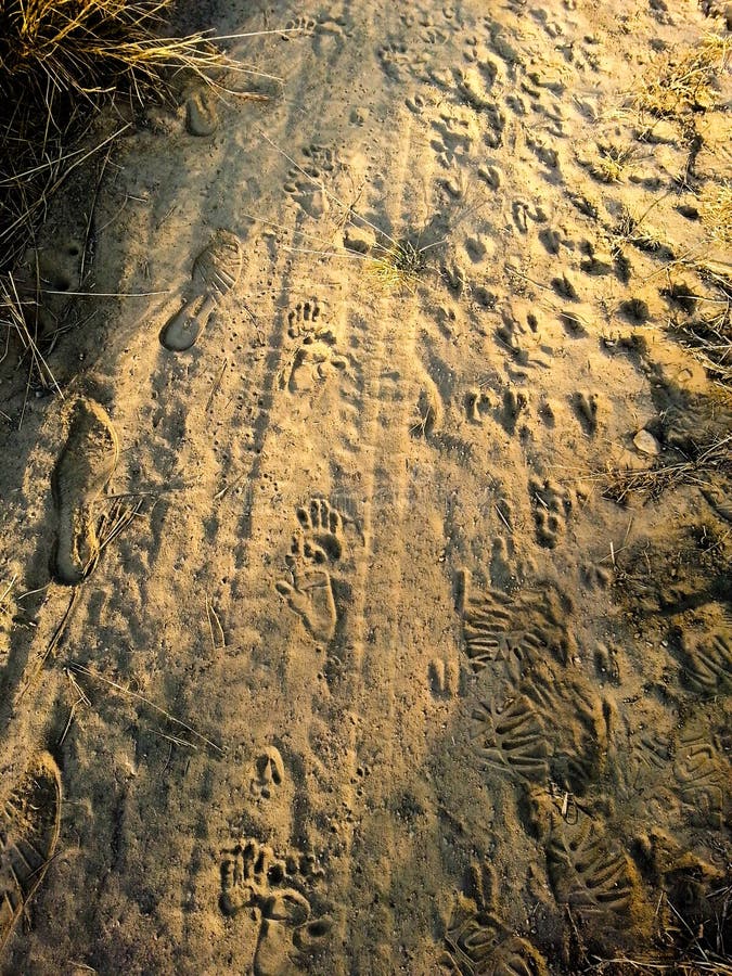 Yellow Baboon Footprint Stock Photos - Free & Royalty-Free Stock Photos ...