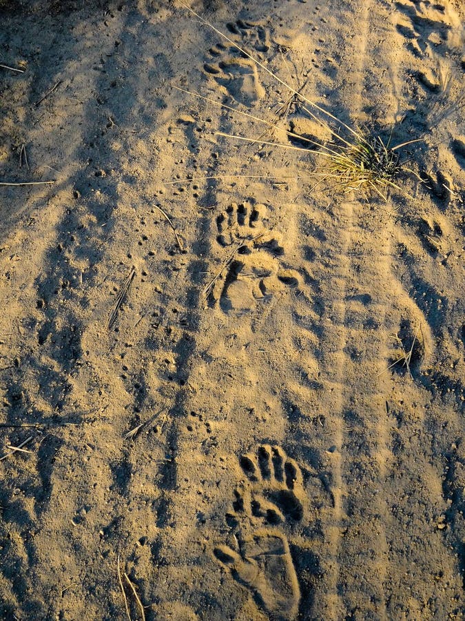 Yellow Baboon Footprint Stock Photos - Free & Royalty-Free Stock Photos ...