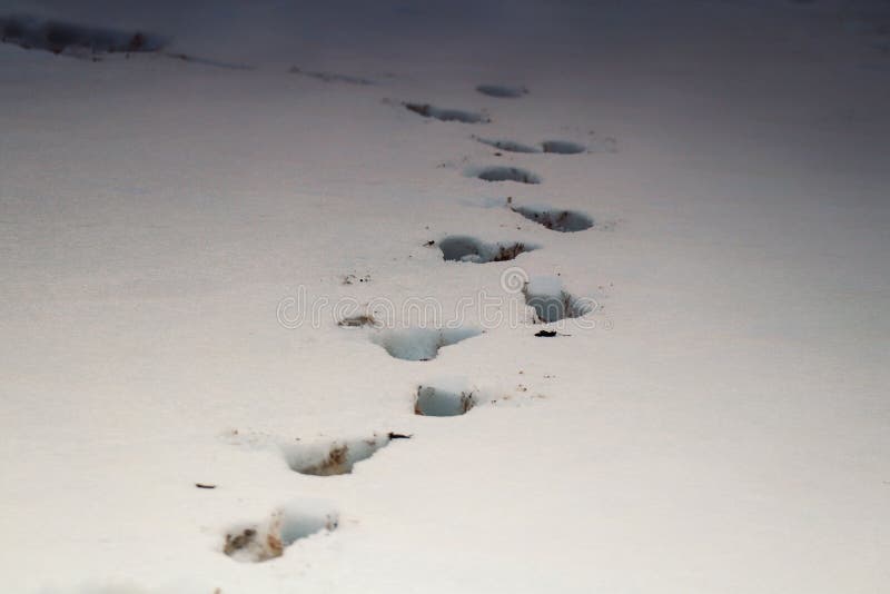 Animal Footsteps Inside Large Tire Tracks on Freshly Fallen Snow Stock ...