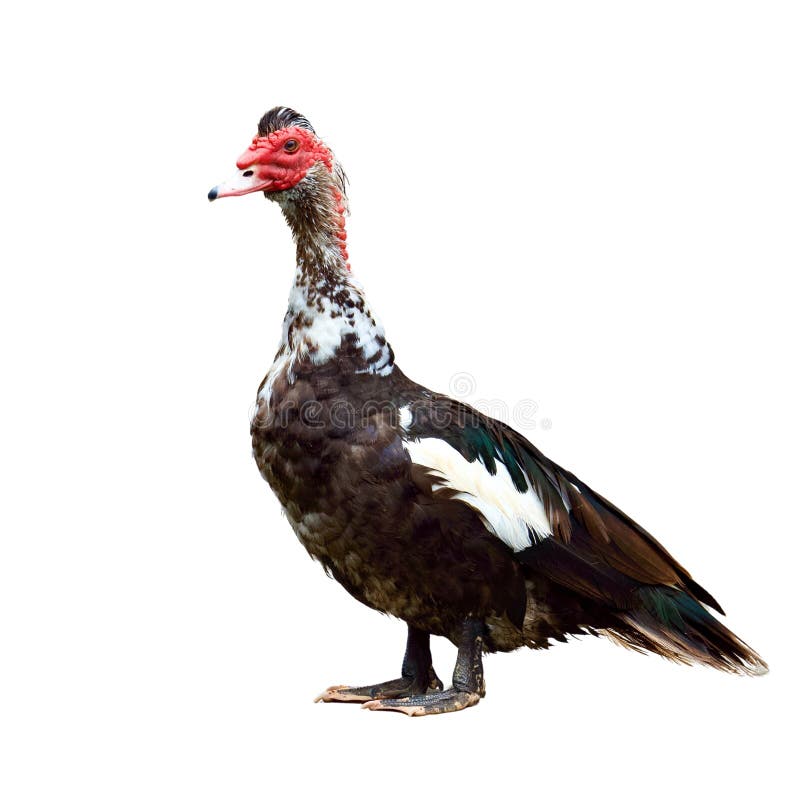 Muscovy Duck Standing Against a White Background Stock Photo - Image of ...