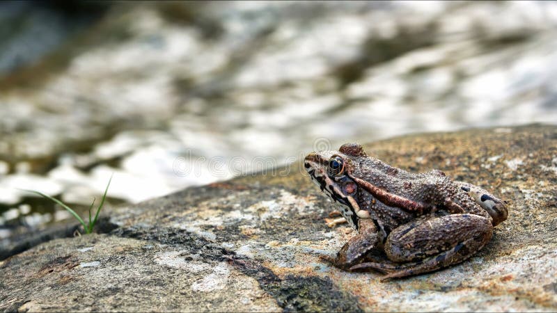 Animal Frog on a Stone in Nature Stock Photo - Image of pond, toad ...