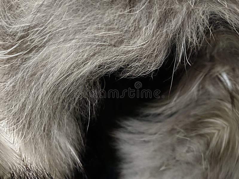 Animal Fur Abstract Blurred Backgrounds Stock Photo - Image of ...