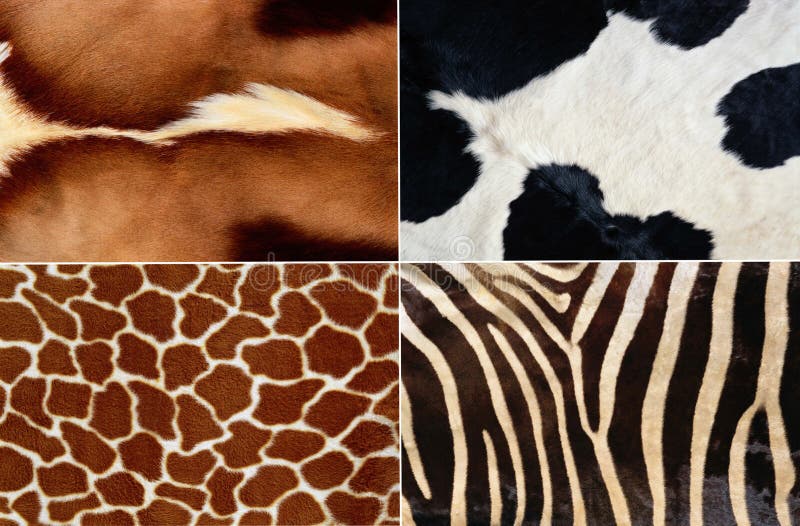 Africa Animal Pattern Texture Skin,fur & Feathers Stock Image - Image ...