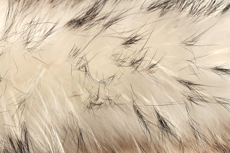 3,008 Animal Hide Art Stock Photos - Free & Royalty-Free Stock Photos ...